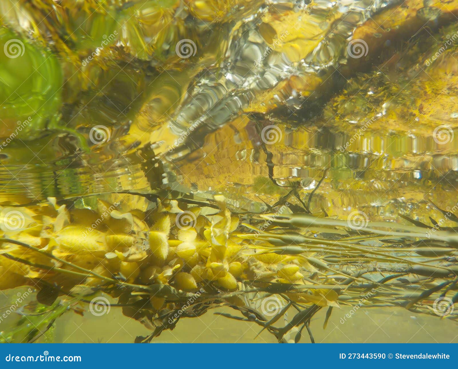 Underwater View of Grouping of Kelp Clumped Together Floating at the ...