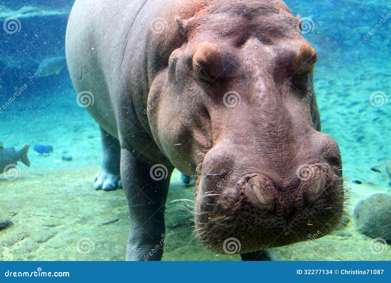 Underwater view of hippo stock photo. Image of mammal - 32277134