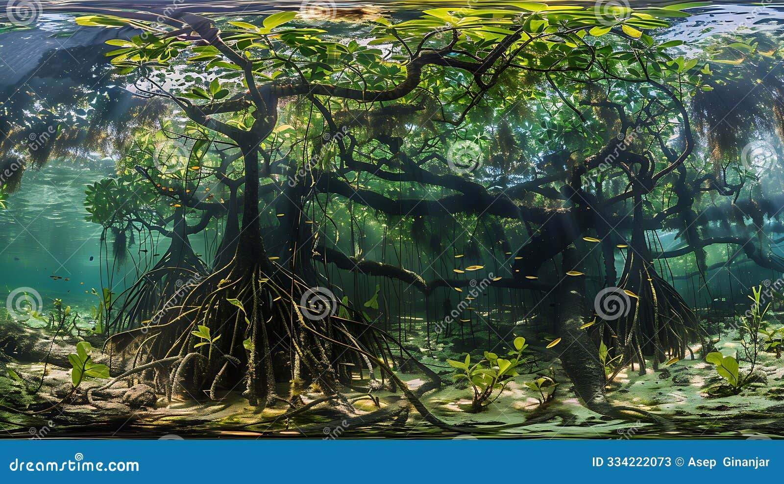 Underwater View of Mangrove Roots and the Ecosystem Stock Illustration ...