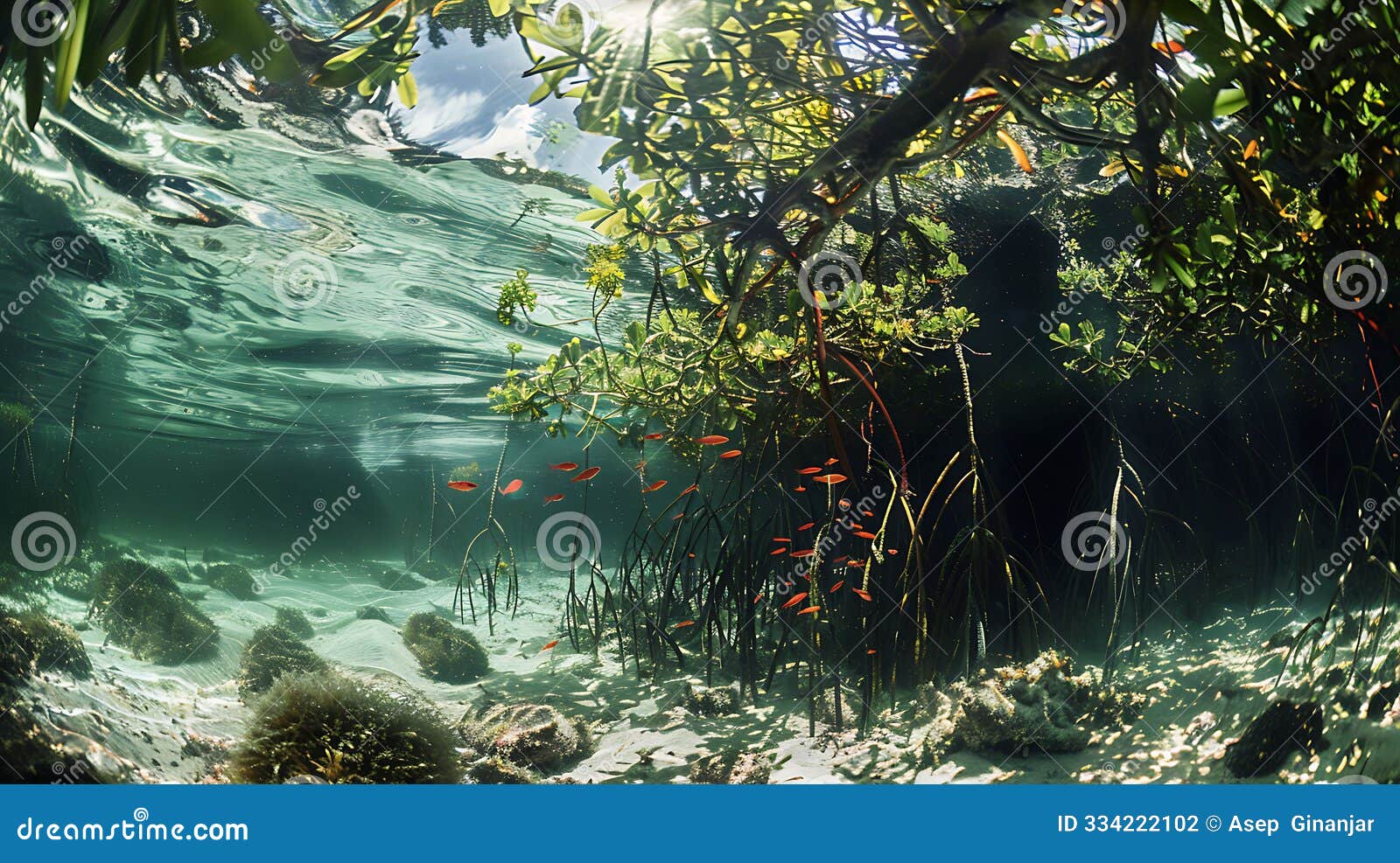 Underwater View of Mangrove Roots and the Ecosystem Stock Illustration ...