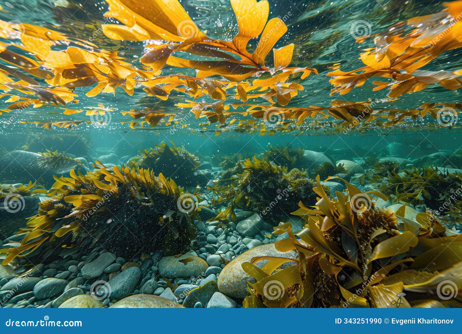 Underwater View Of Sea Shallow Water With Algae Stock Photo ...