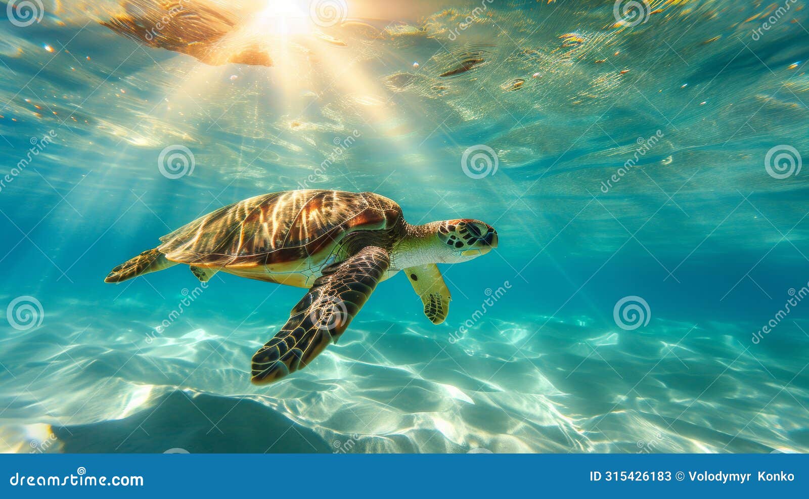 Underwater View of a Sea Turtle Swimming in the Ocean with Sunlight ...