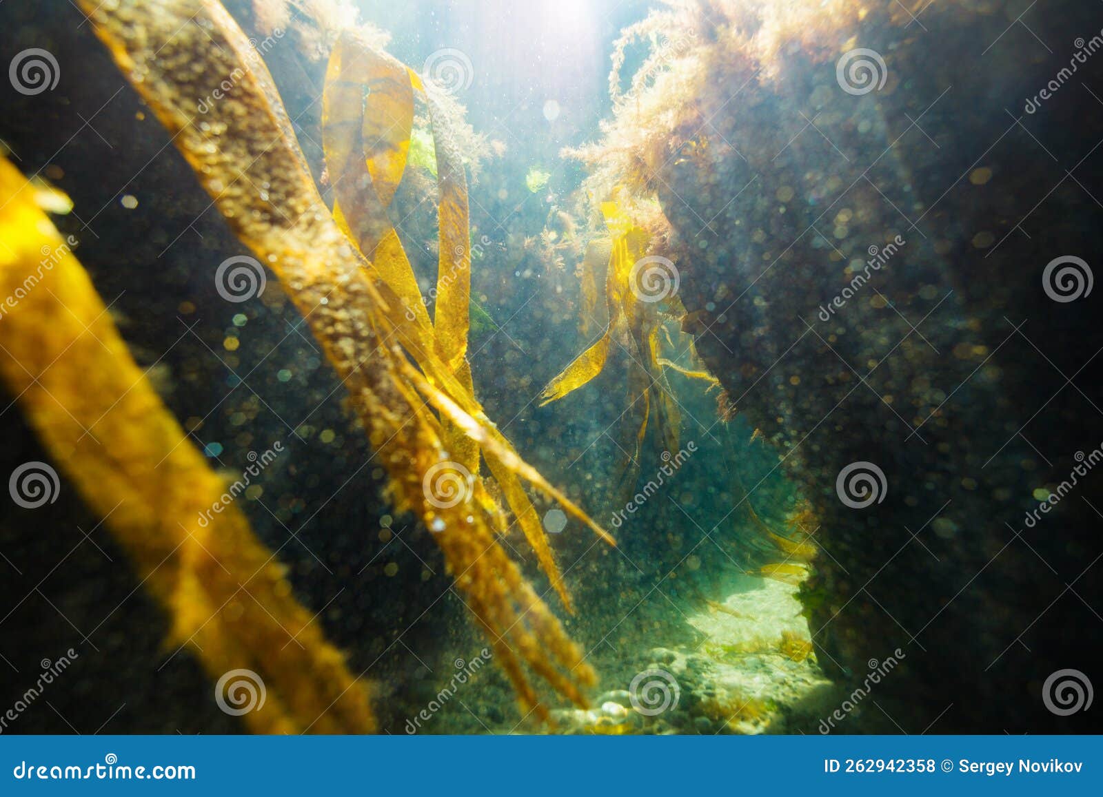 Underwater View of Seaweed between Stones in Sun Rays Stock Photo ...