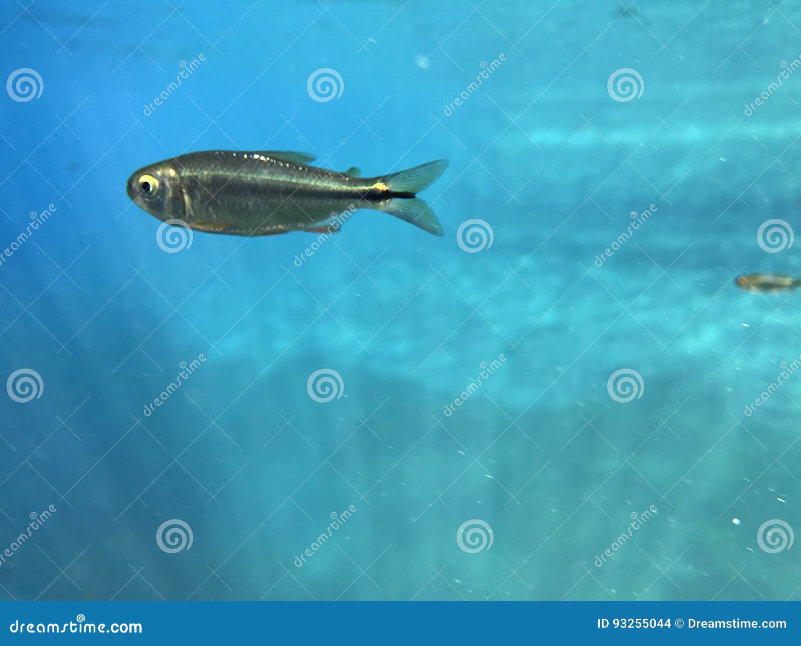Underwater stock photo. Image of small, view, fish, underwater - 93255044