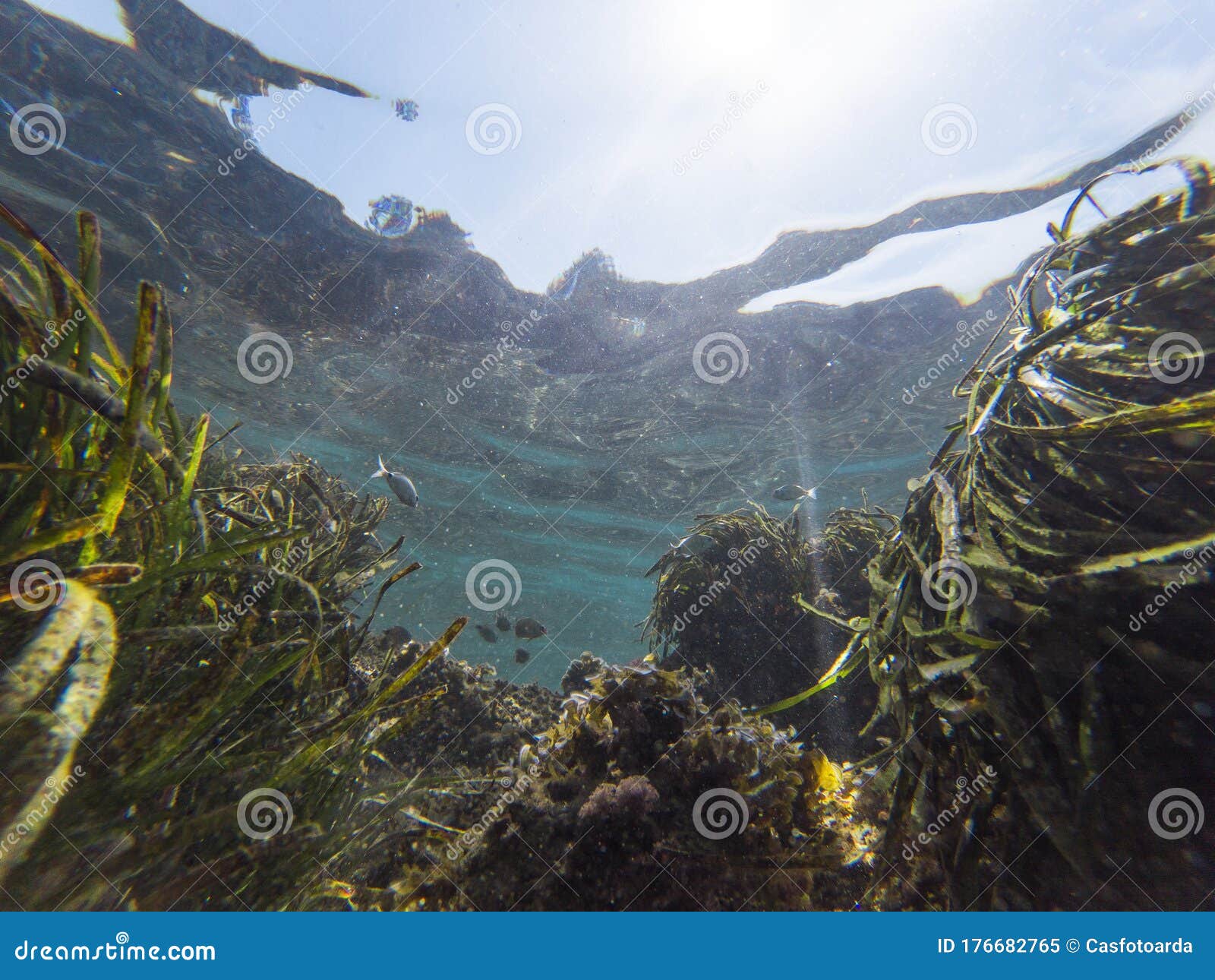 Underwater View with Some Fishes, Rocks and Moss Stock Image - Image of ...