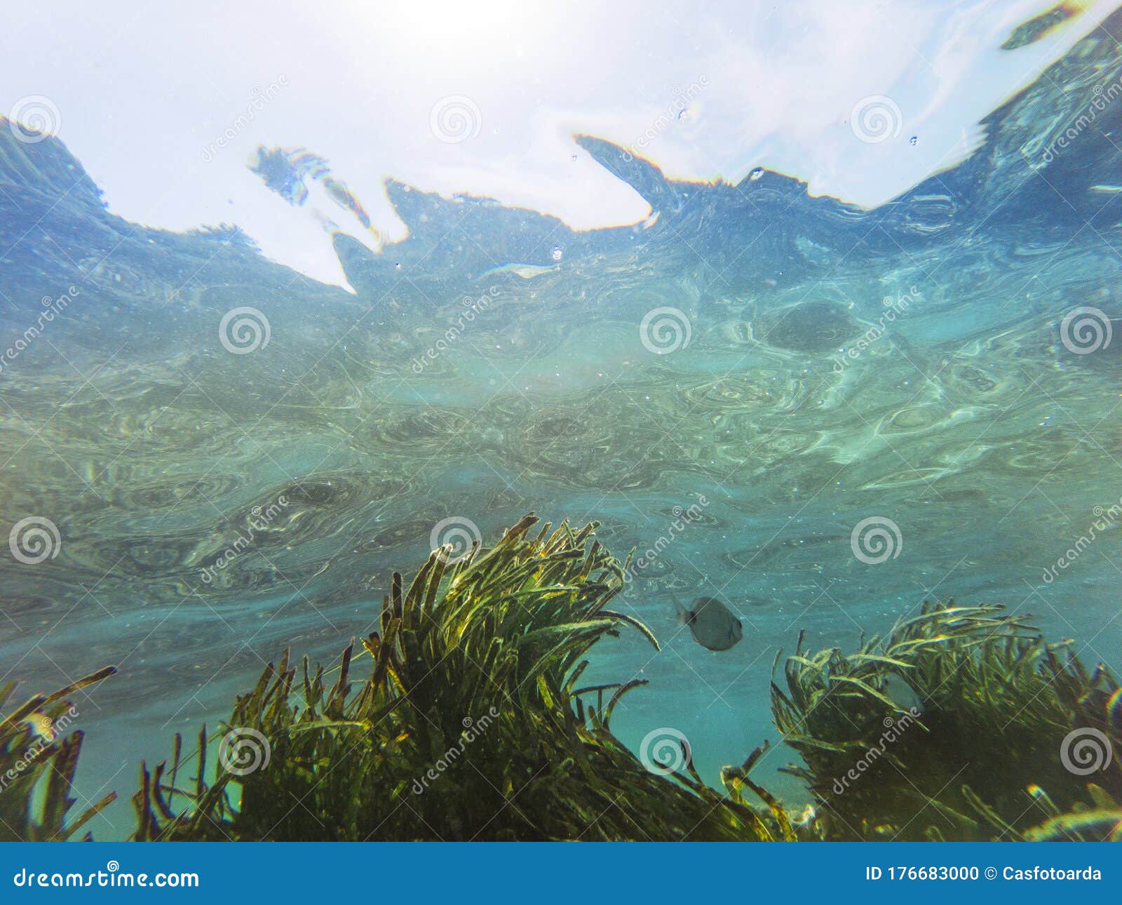 Underwater View with Some Fishes, Rocks and Moss Stock Photo - Image of ...