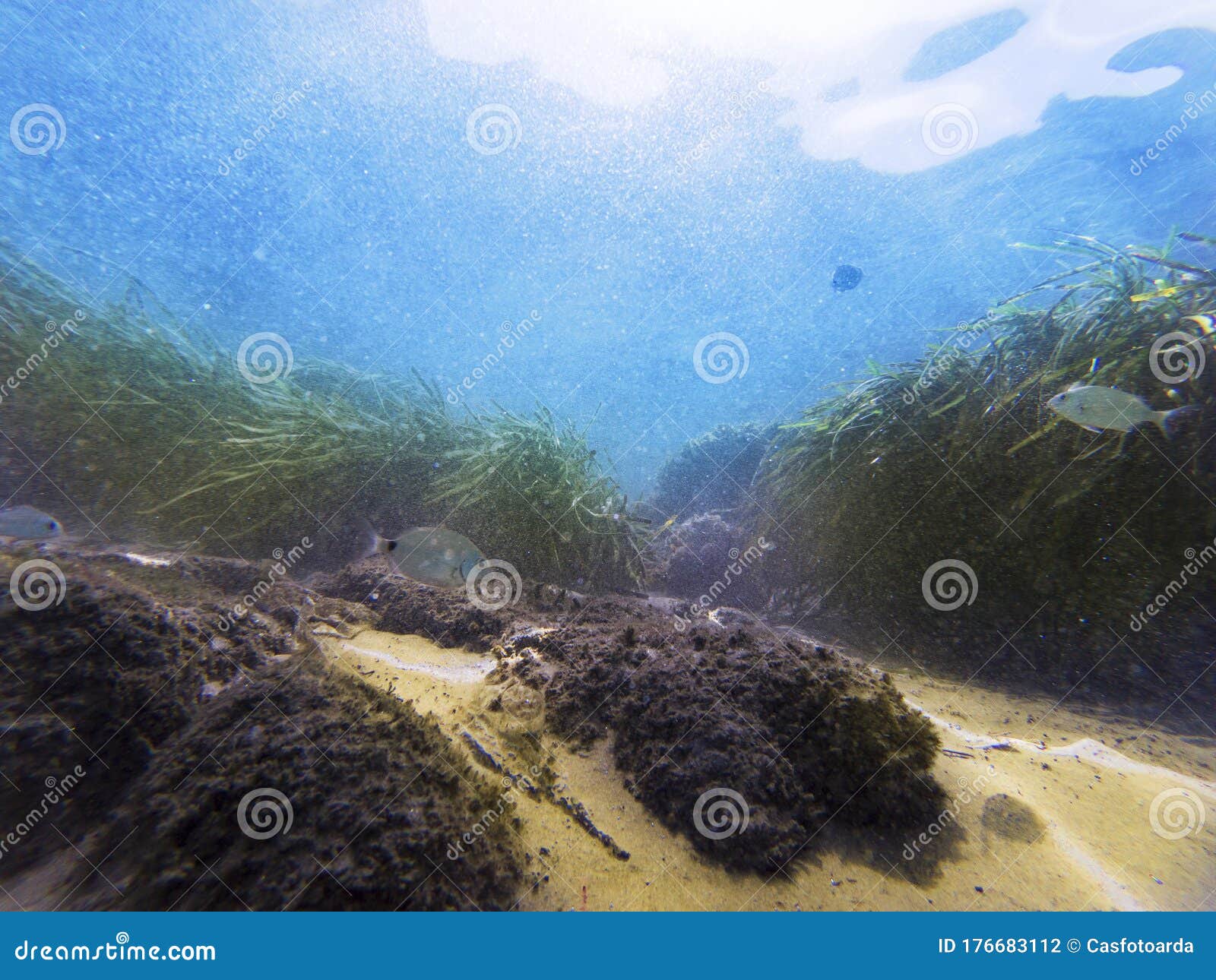 Underwater View with Some Fishes, Rocks and Moss Stock Photo - Image of ...