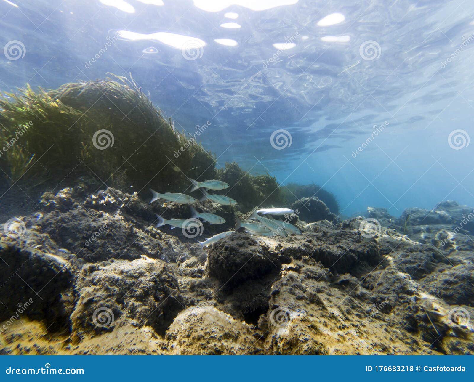 Underwater View with Some Fishes, Rocks and Moss Stock Photo - Image of ...