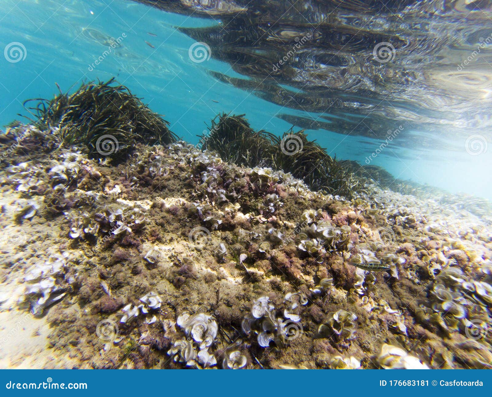 Underwater View with Some Rocks and Moss Stock Image - Image of moss ...