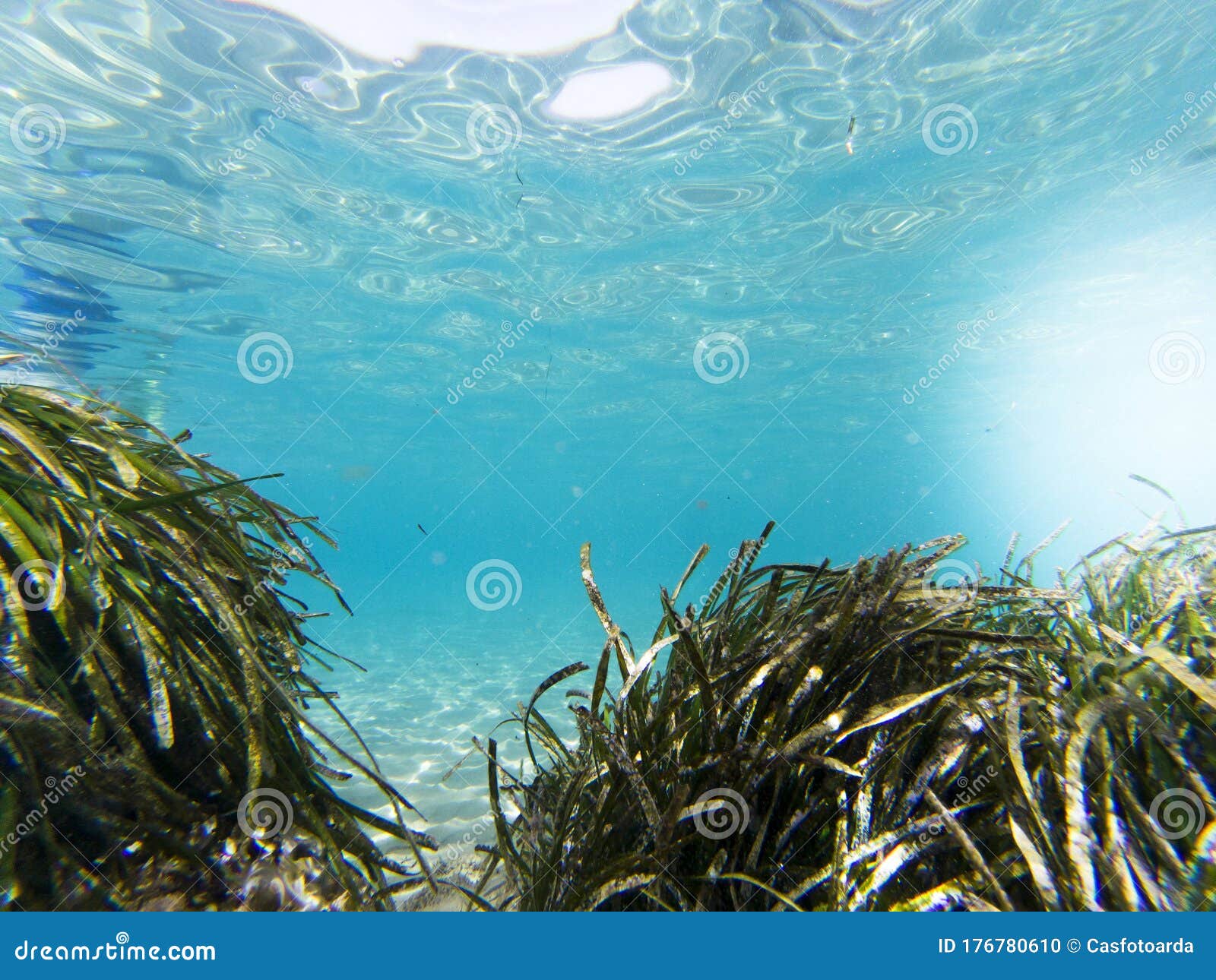 Underwater View with Some Rocks and Moss Stock Photo - Image of moss ...
