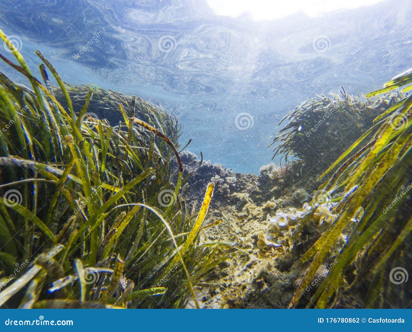 Underwater View with Some Rocks and Moss Stock Photo - Image of stone ...
