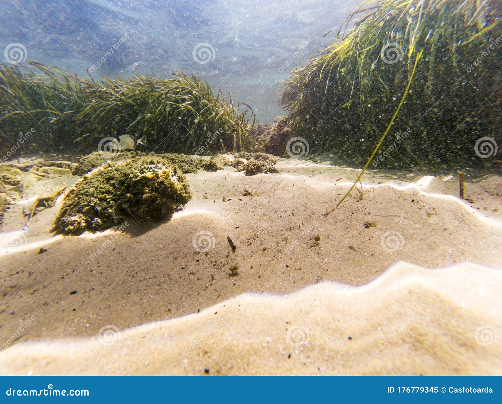 Moss On The Sand In Coastal With Combination Of Mangrove Tree Amidst ...
