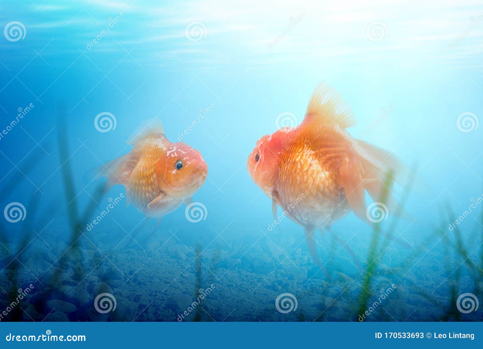 Underwater View with Sunlight and Goldfish Stock Image - Image of ...