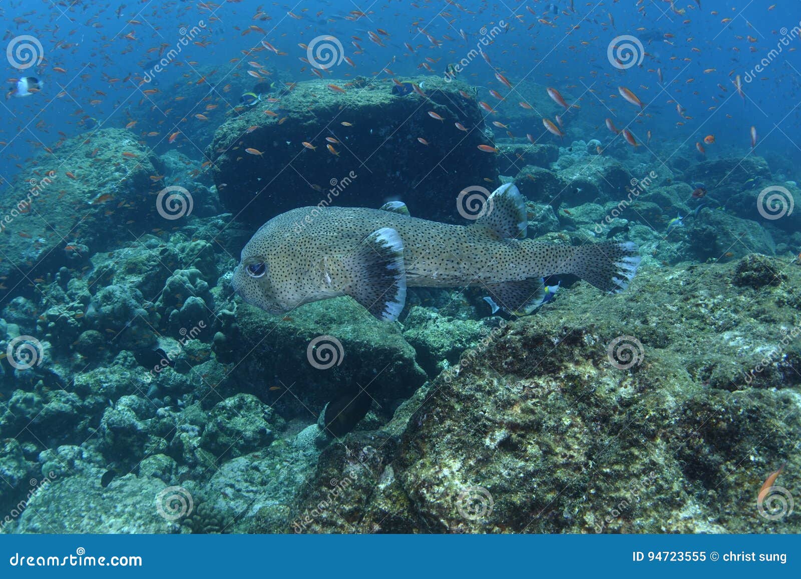 Underwater view stock image. Image of view, landscape - 94723555