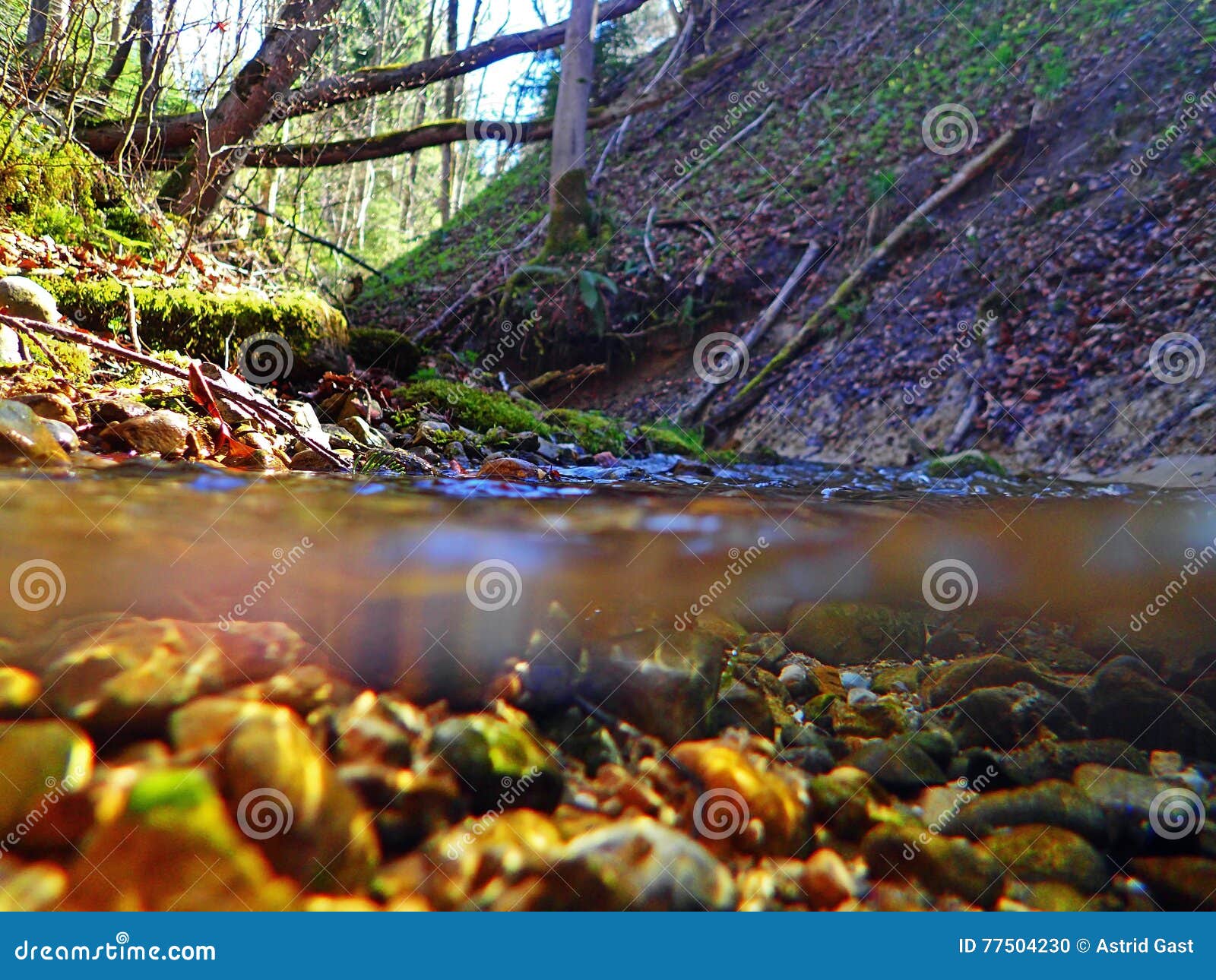 An Underwater and Water Absorption by a Stream Stock Photo - Image of ...
