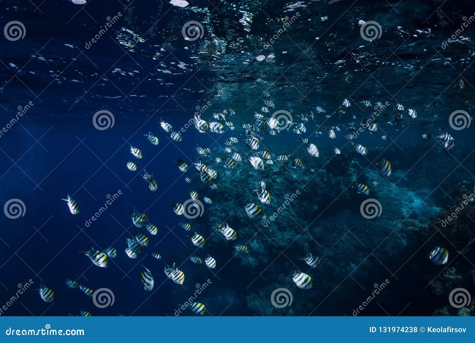 Underwater Wild World with Exotic School Fish Stock Photo - Image of ...