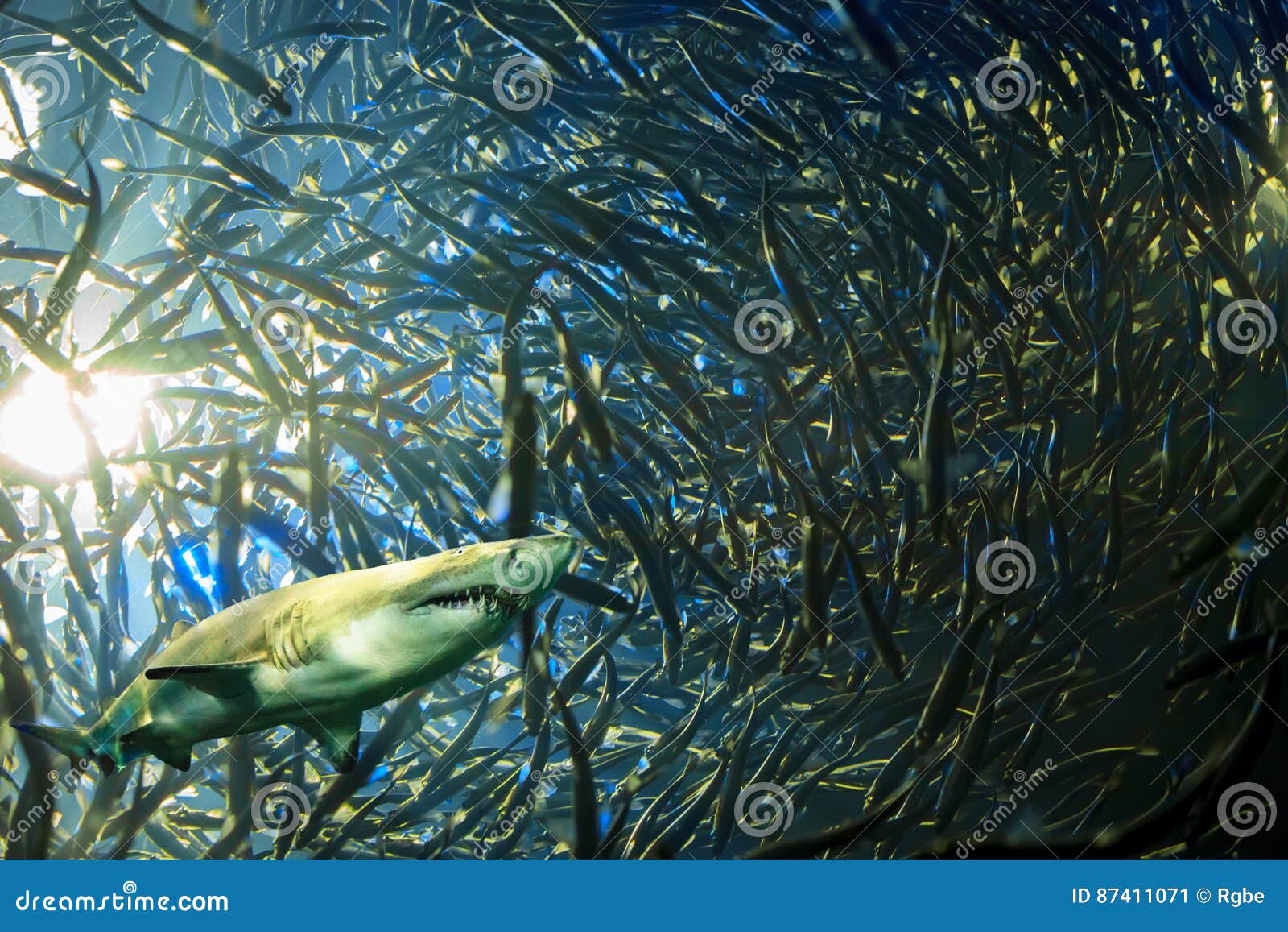Underwater world stock image. Image of marine, fish, shark - 87411071