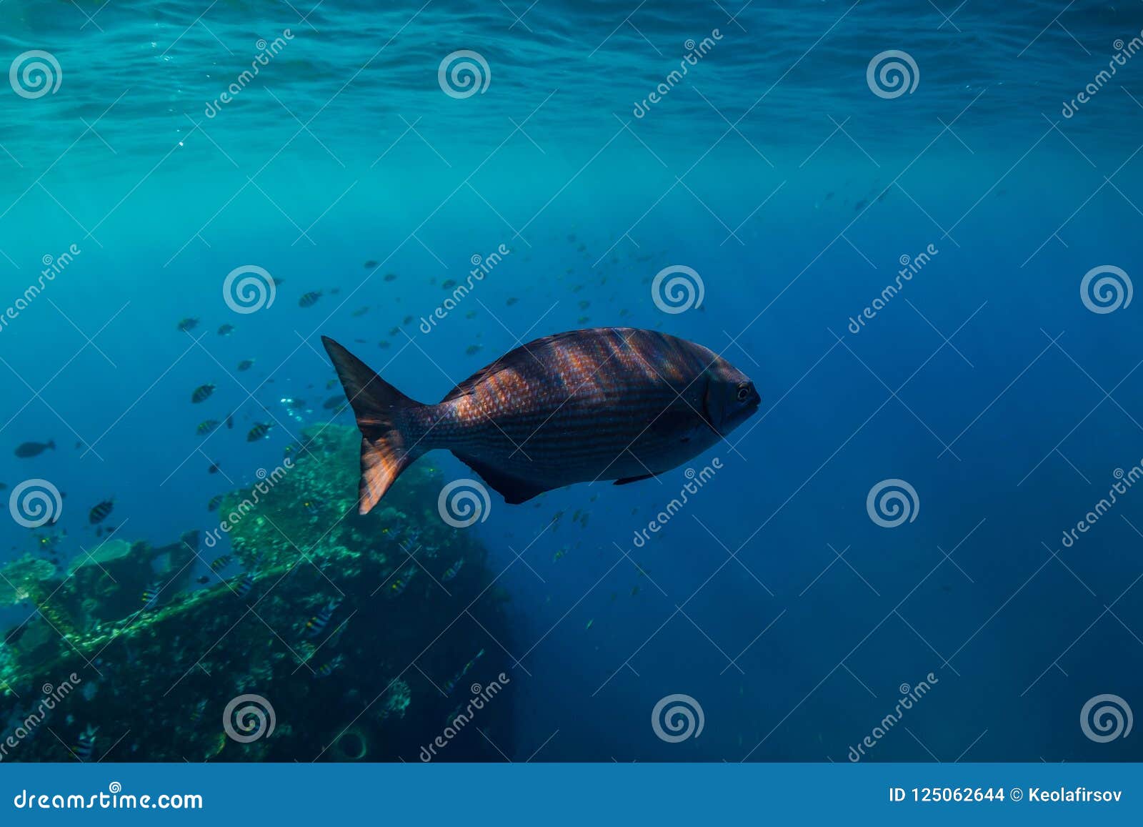 Underwater World with Big Fish in Blue Ocean Stock Photo - Image of ...