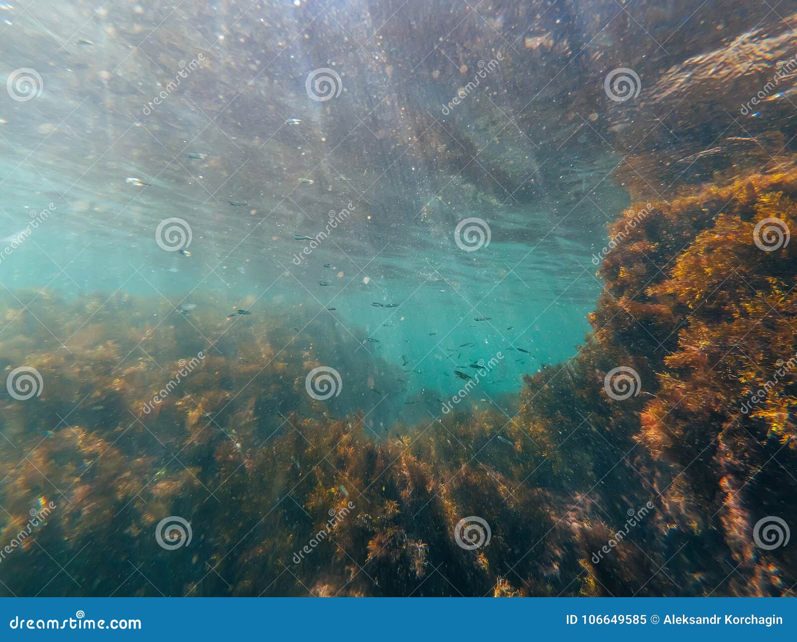 Underwater World with Clear Blue Water, Deep Sea Algae and Fishes Stock ...