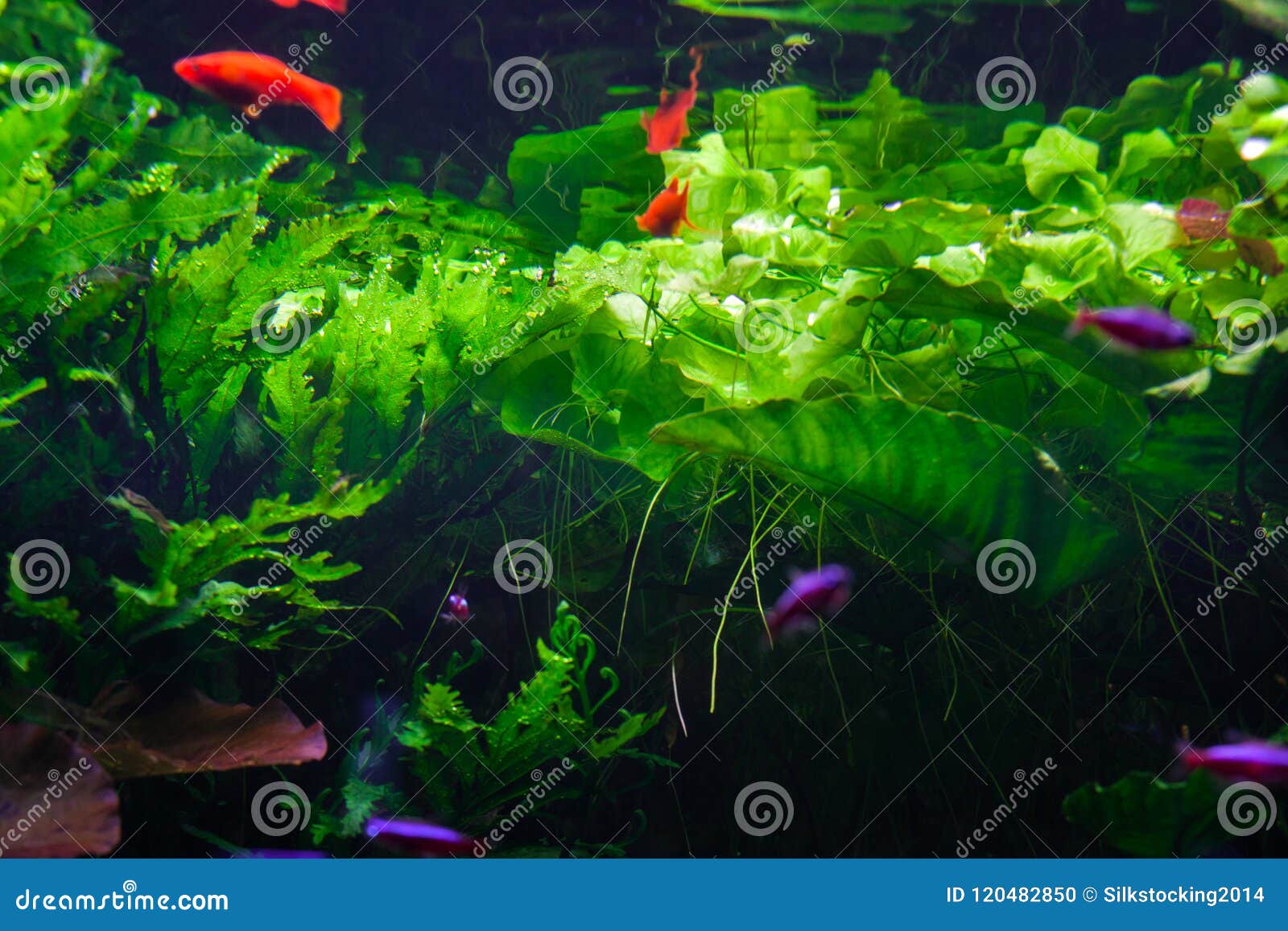 Beautiful green algae. stock photo. Image of fauna, nature - 120482850