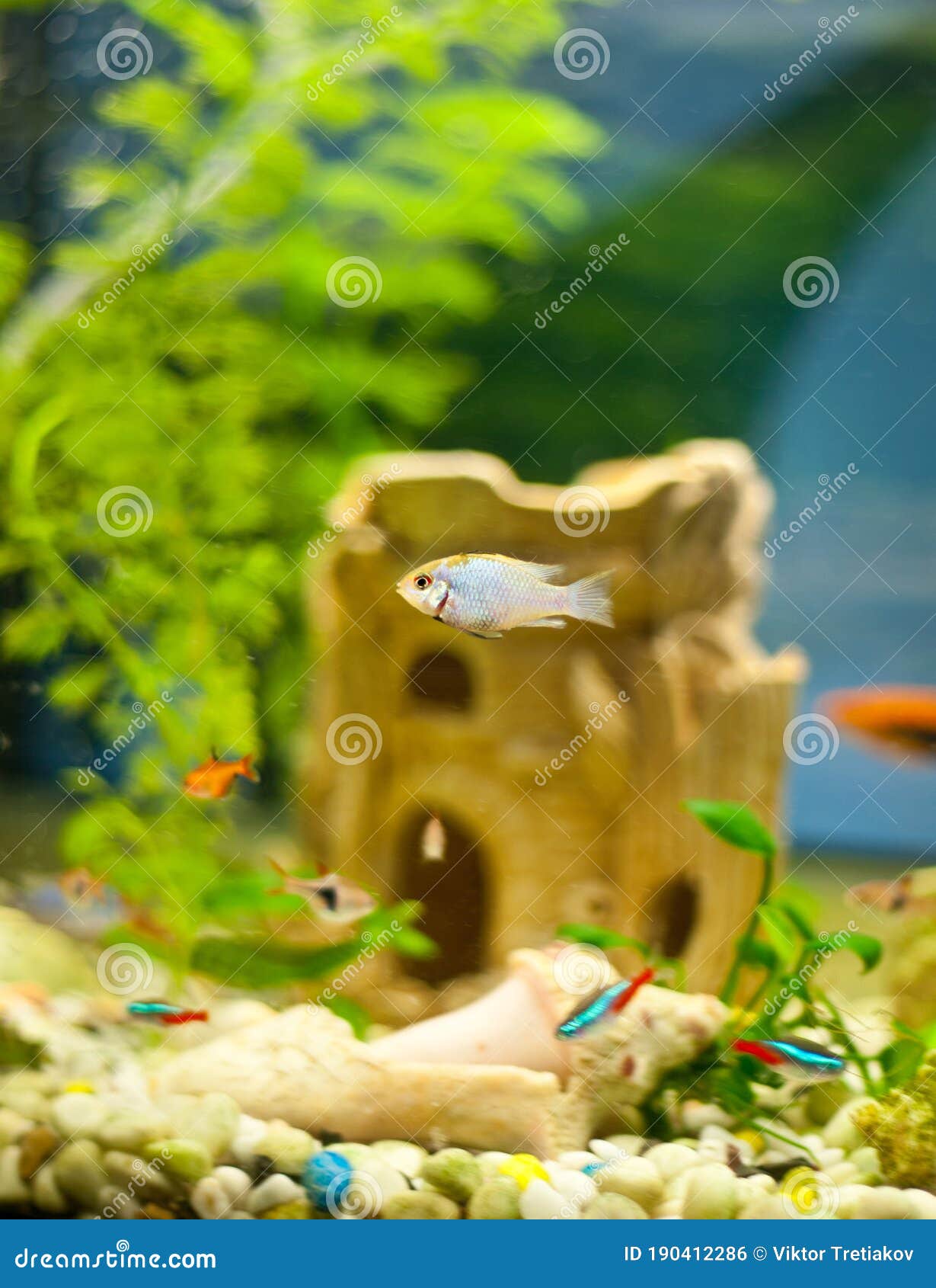 Underwater World Fish Aquarium Tropical Common Side View Stock Photo ...