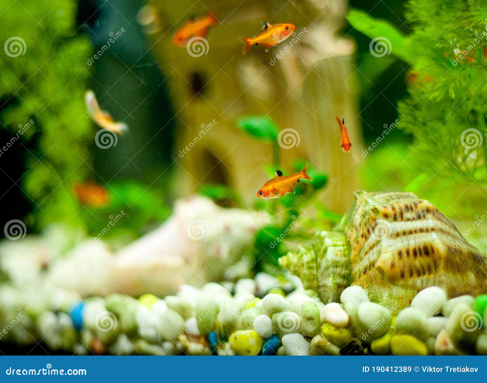 Underwater World Fish Aquarium Tropical Common Side View Stock Image ...