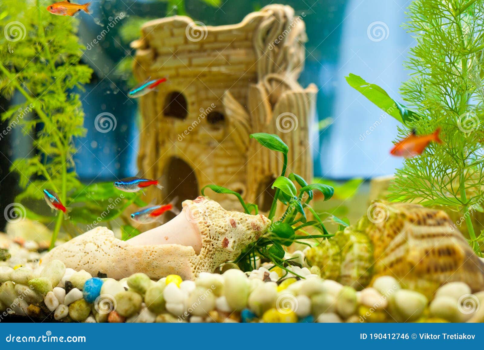 Underwater World Fish Aquarium Tropical Common Side View Stock Photo ...