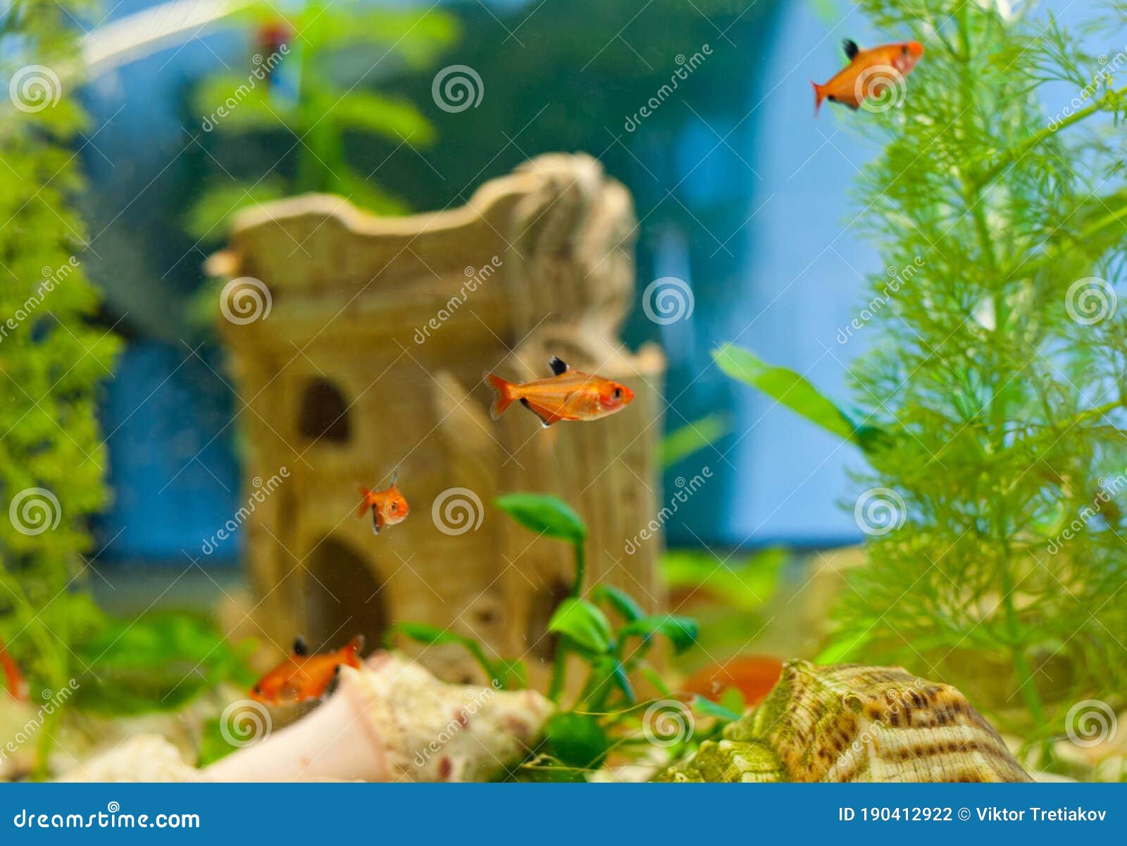 Underwater World Fish Aquarium Tropical Common Side View Stock Photo ...