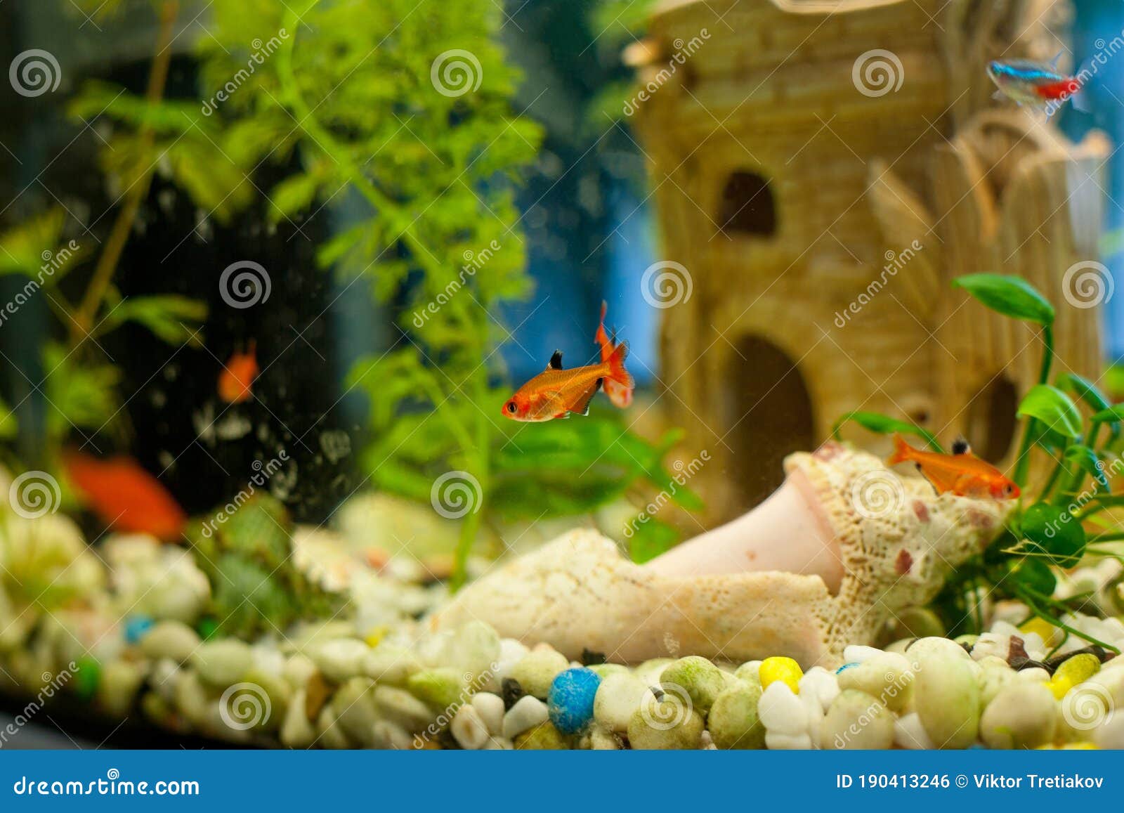 Underwater World Fish Aquarium Tropical Common Side View Stock Photo ...