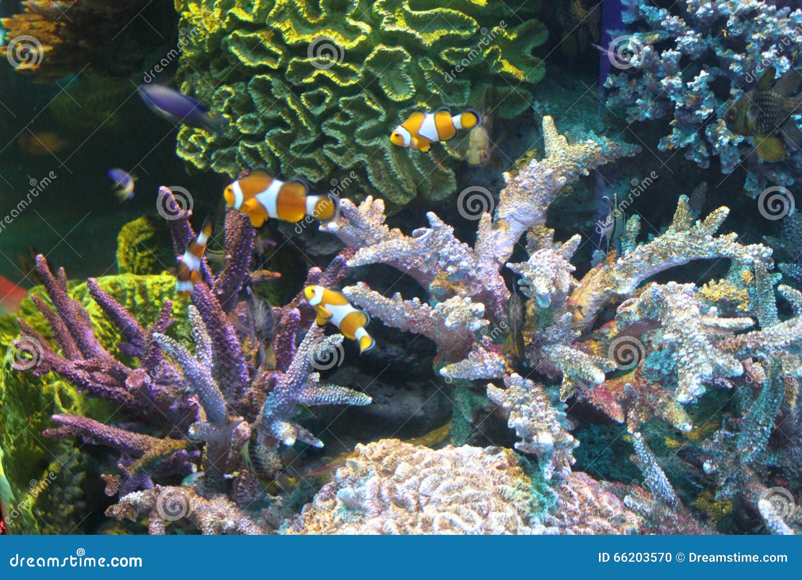 The Underwater World of the Ocean Stock Photo - Image of aquarium ...
