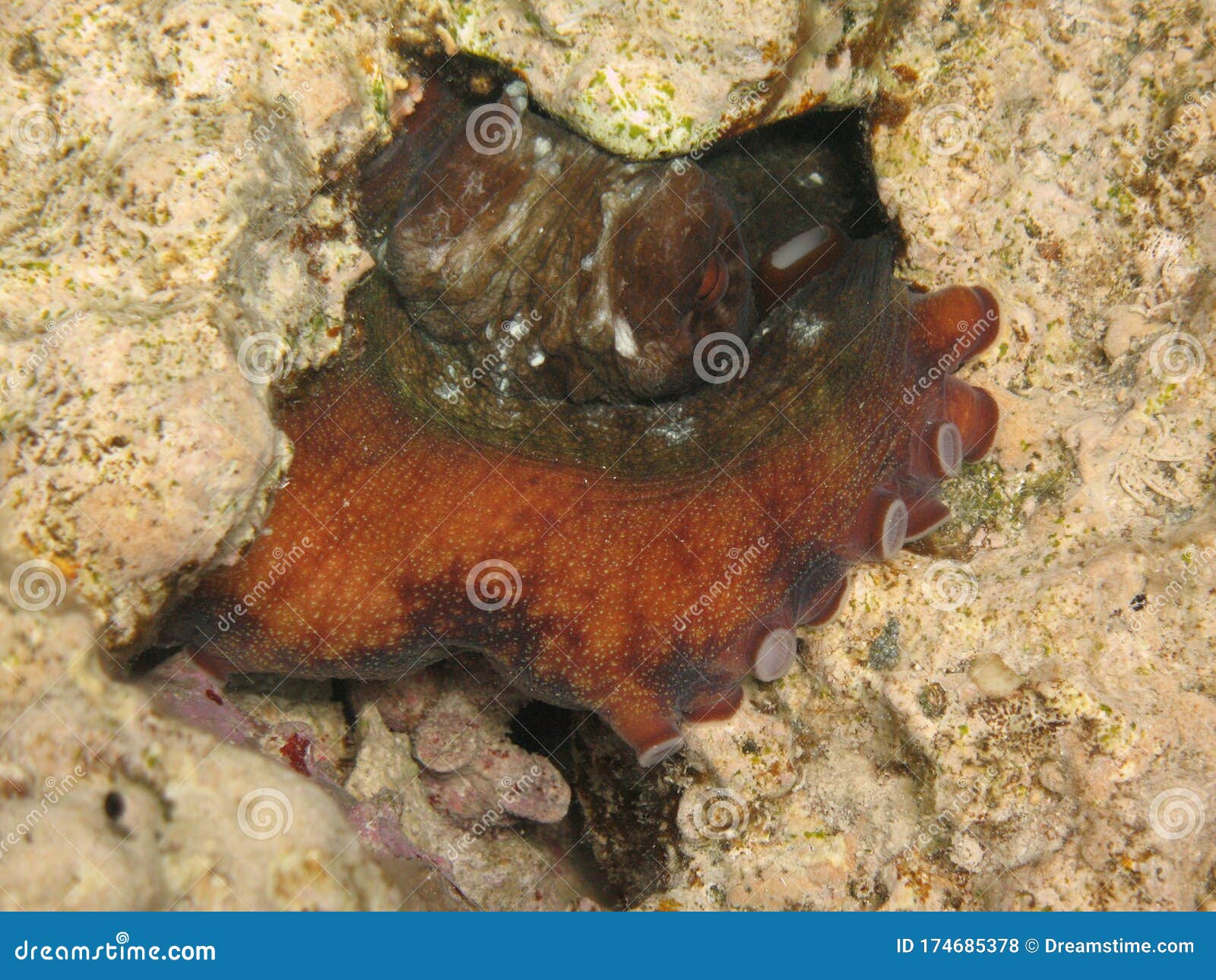 Underwater World - Octopus Hiding in a Hole. Stock Photo - Image of ...