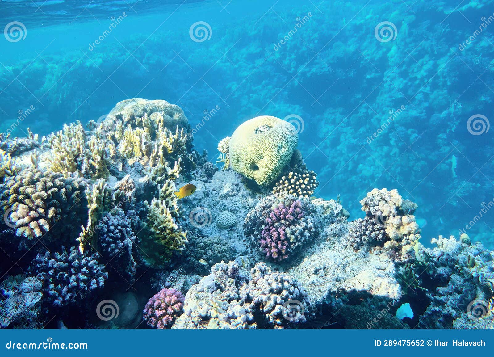 Underwater World of the Red Sea Stock Photo - Image of fishing ...