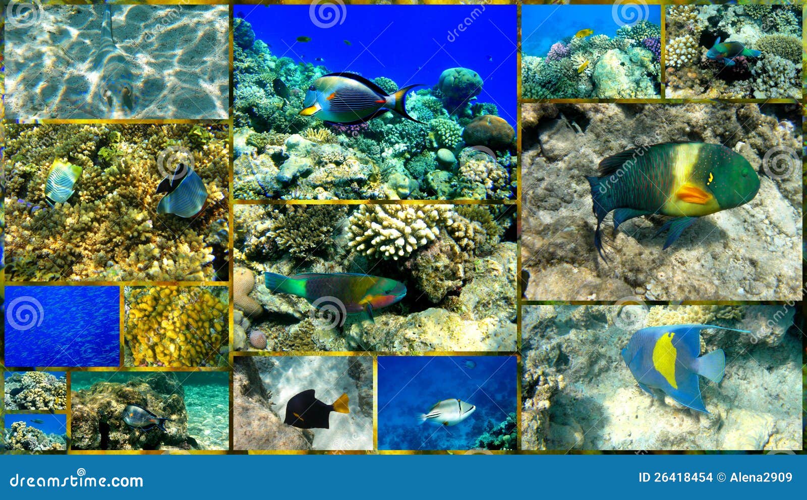 The Underwater World of the Red Sea. Collage. Stock Photo - Image of ...