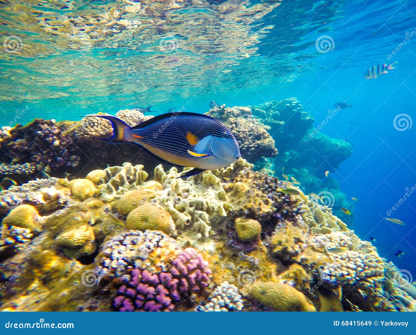 Underwater World of the Red Sea in Egypt. Corals and Fish Stock Image ...