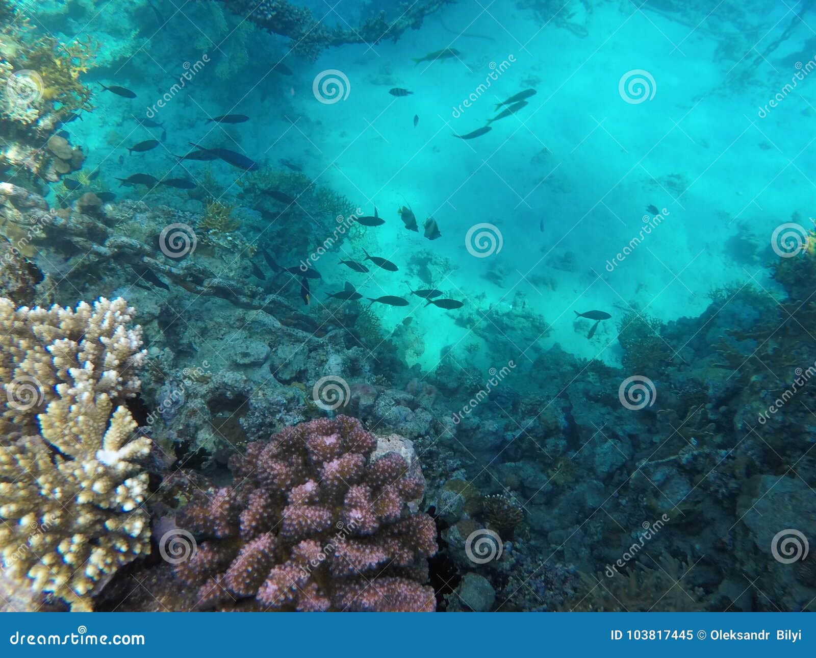 Underwater World of the Red Sea in Egypt Stock Image - Image of exotic ...