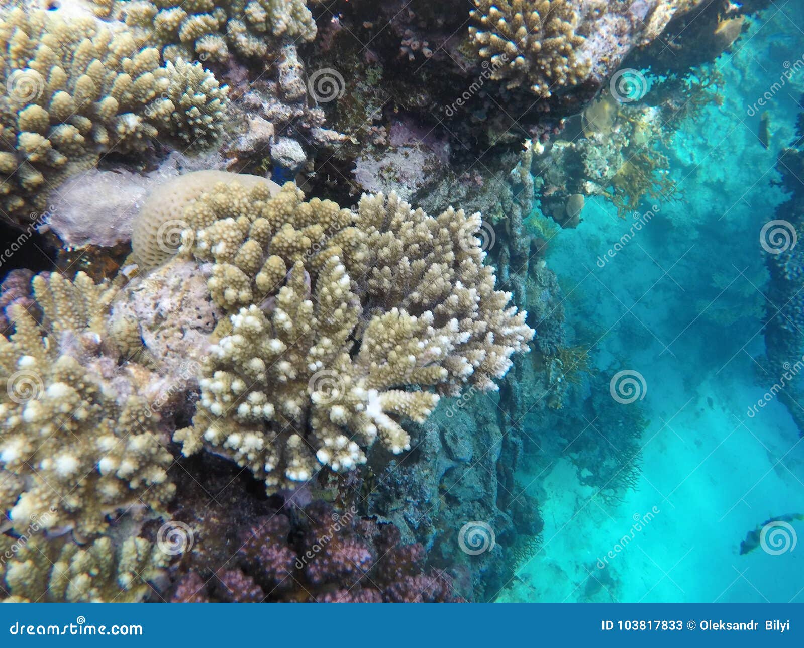 Underwater World of the Red Sea in Egypt Stock Image - Image of exotic ...