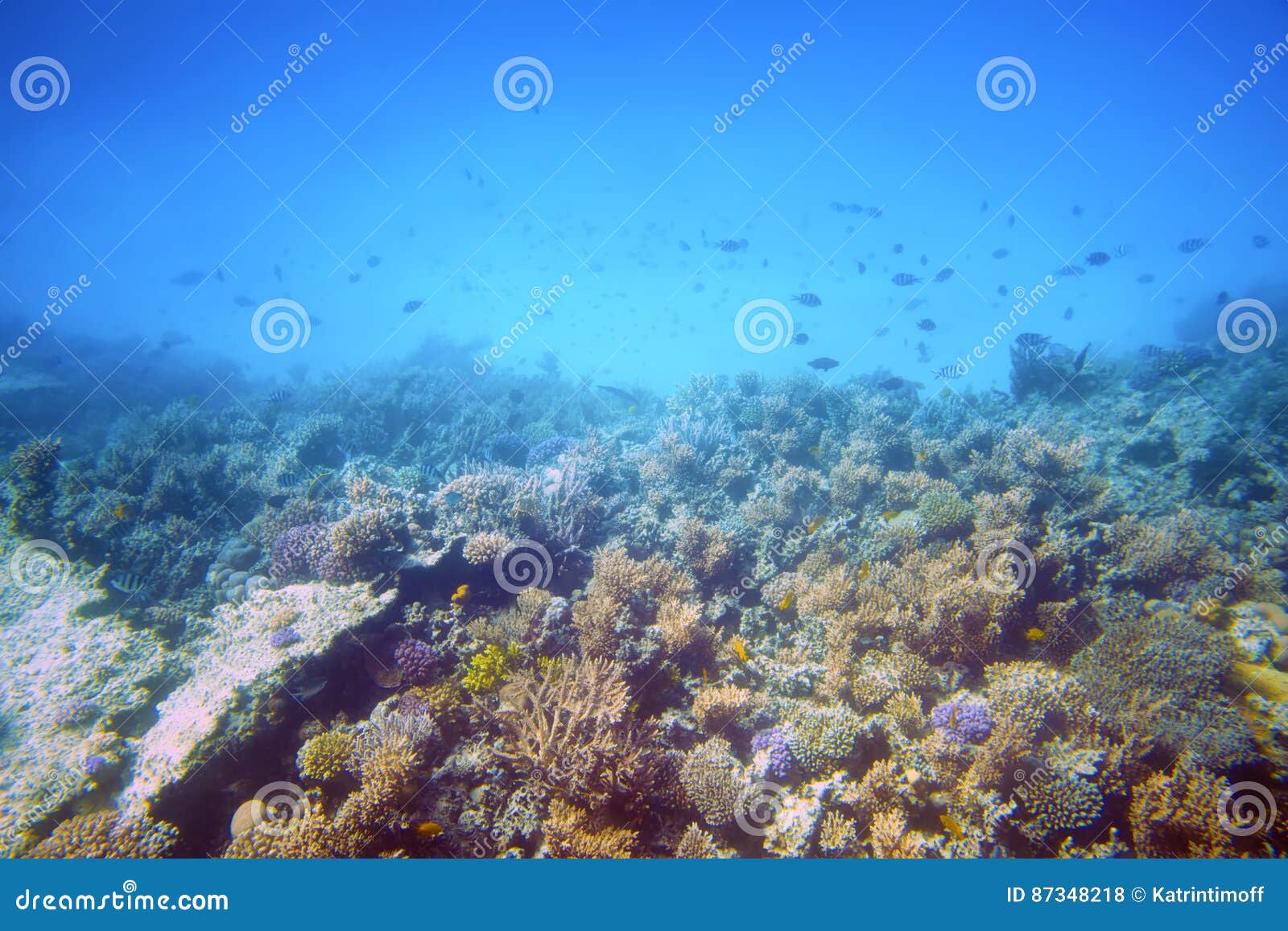 Underwater World of the Red Sea Stock Photo - Image of sand, reef: 87348218