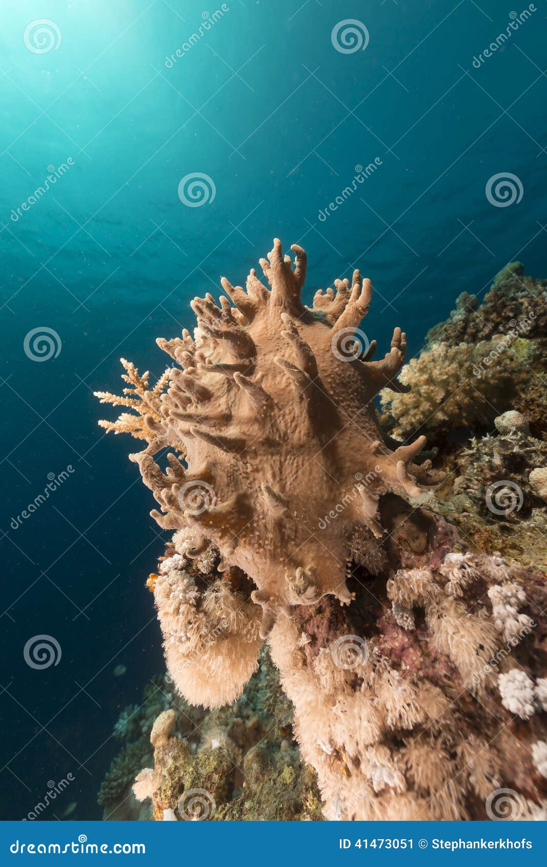 Underwater World in the Red Sea. Stock Image - Image of reef, light ...