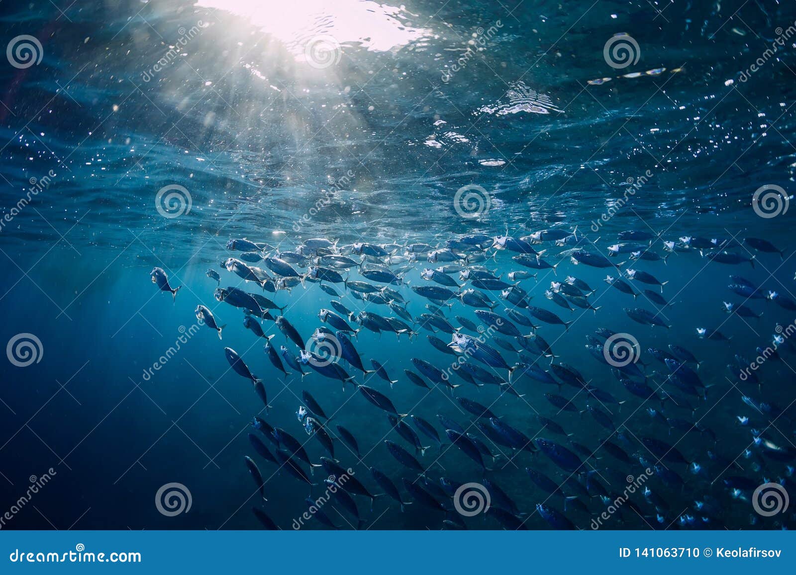 Underwater World with School in Blue Ocean and Sun Light Stock Photo ...