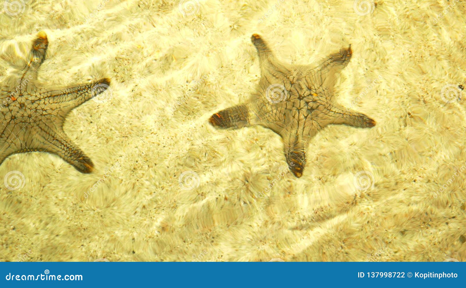 Red Starfish Under The Microscope Stock Image | CartoonDealer.com #99427807