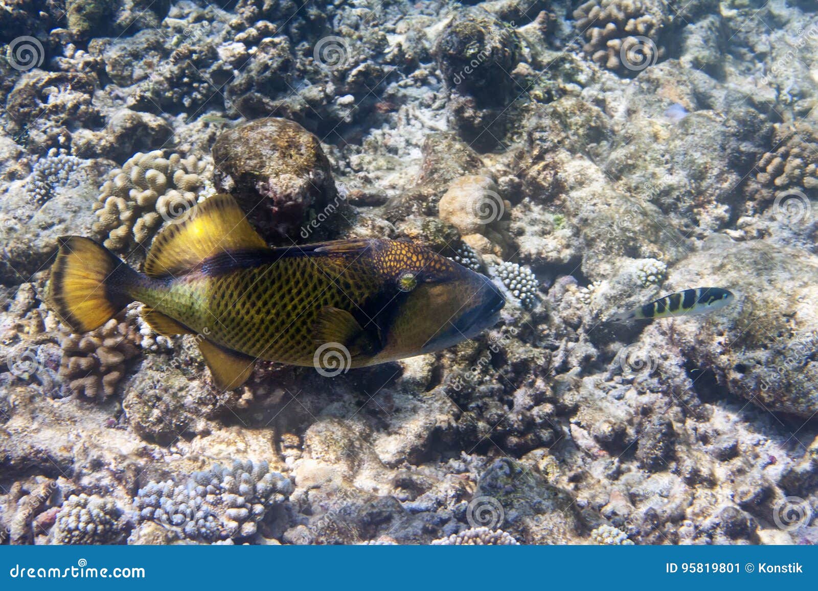 Underwater World- Triggerfish & X28;Balistidae& X29; Stock Image ...
