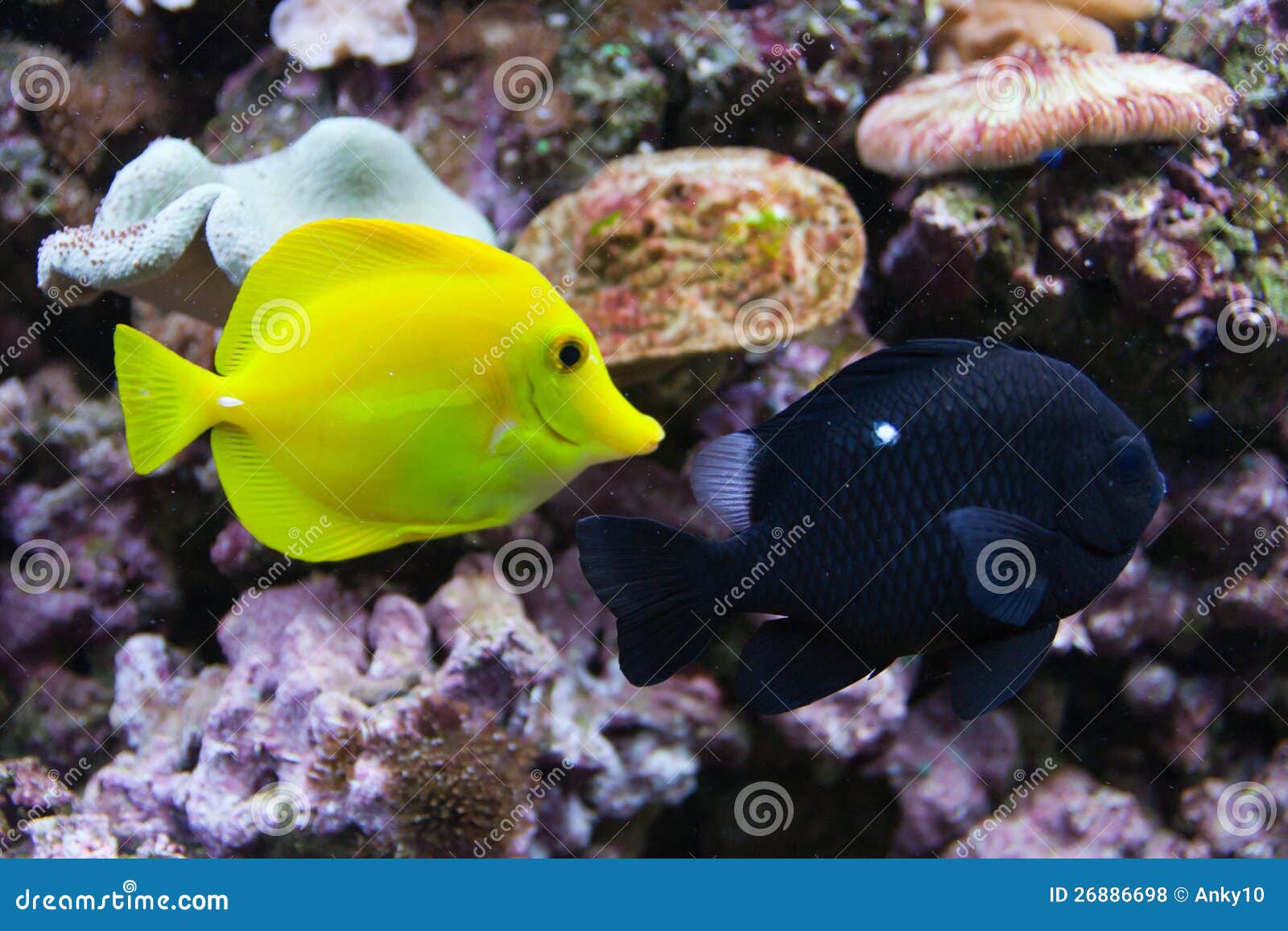 Underwater World with Yellow Tang Stock Photo - Image of rock ...