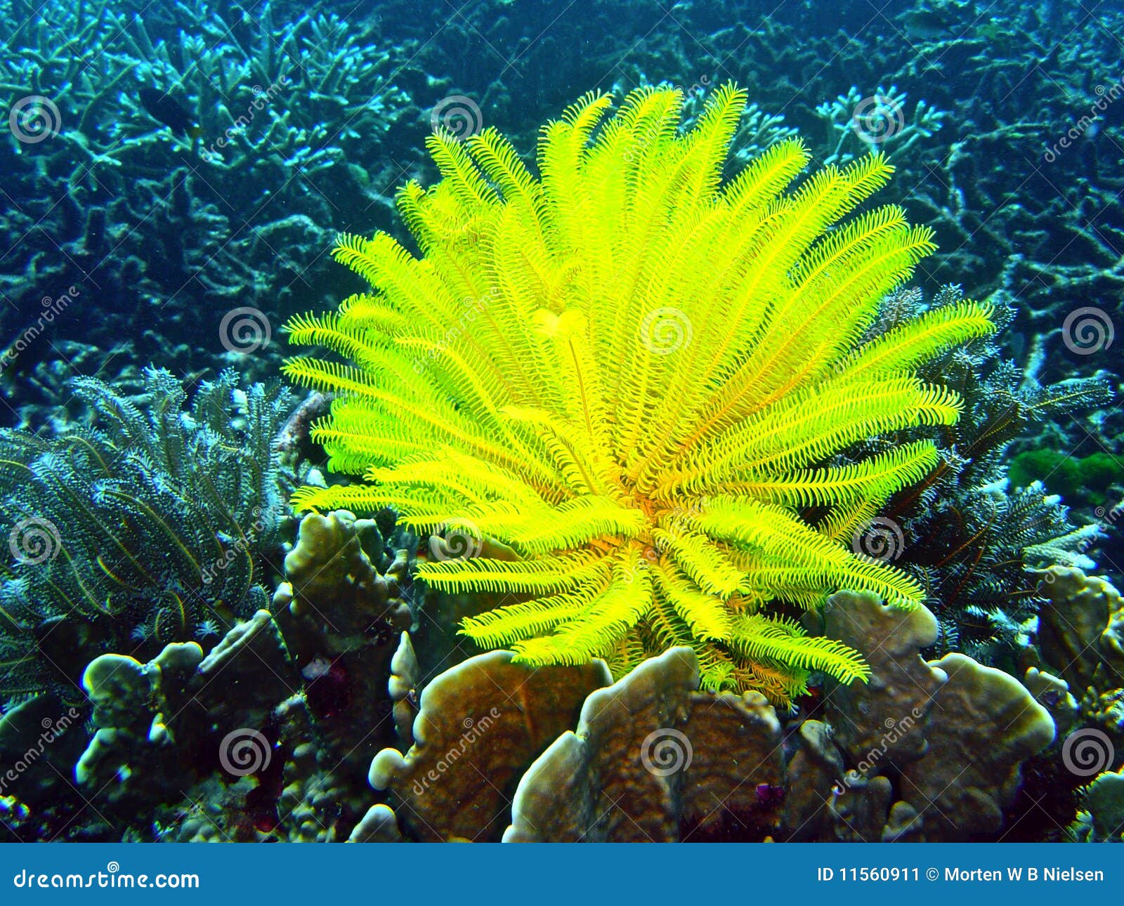 Underwater Yellow Feather Star Stock Image - Image of diving, ocean ...