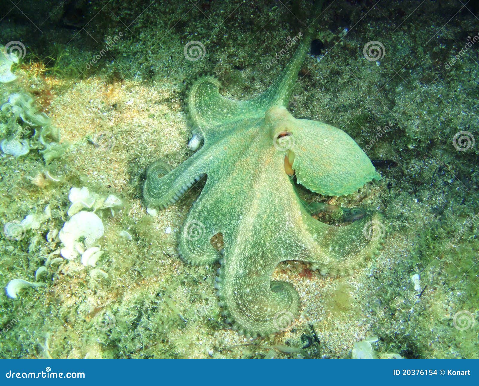 Underwatershot of a Wild Octopus Stock Photo - Image of ocean, biology ...
