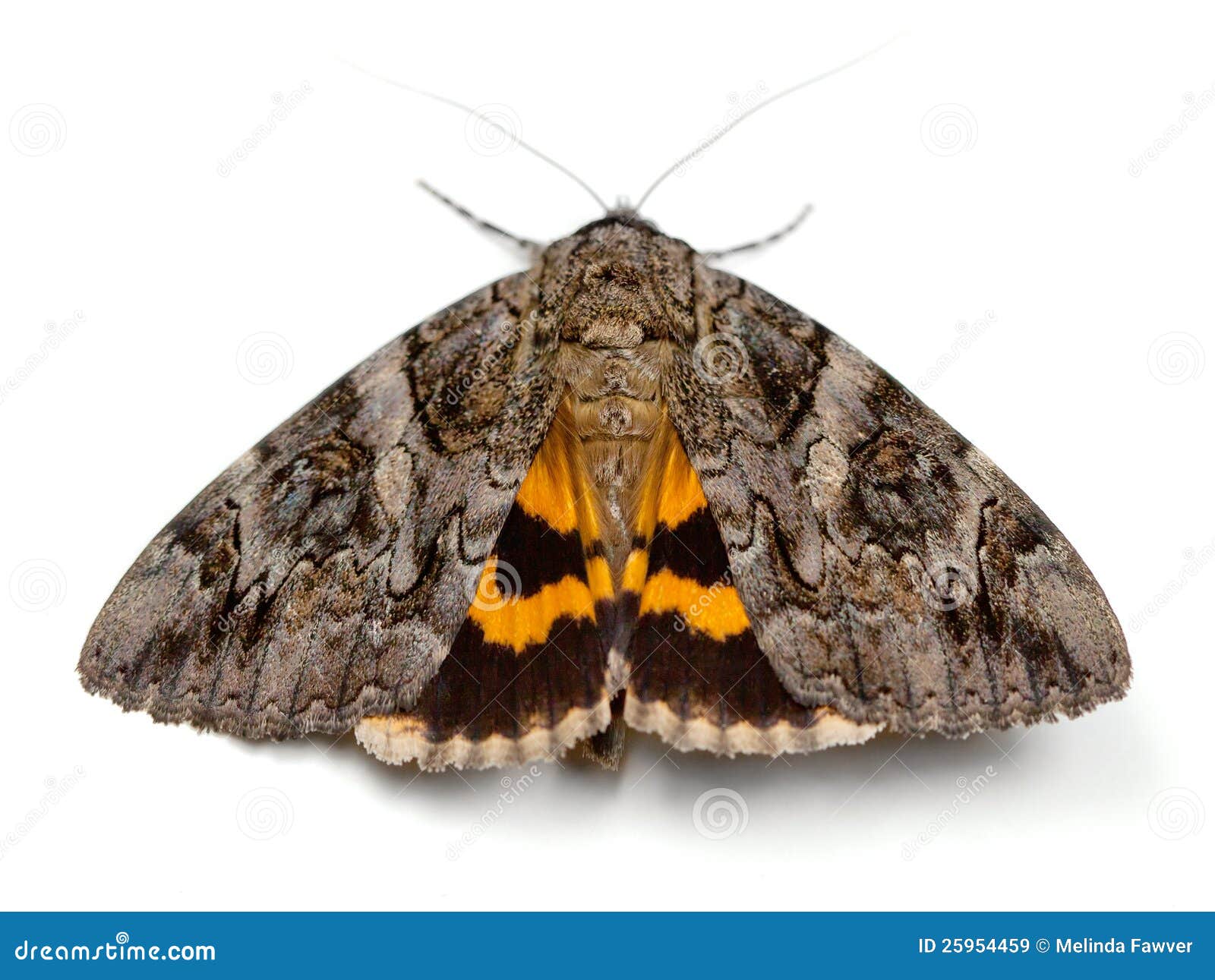 Underwing Moth stock image. Image of camouflage, wings - 25954459