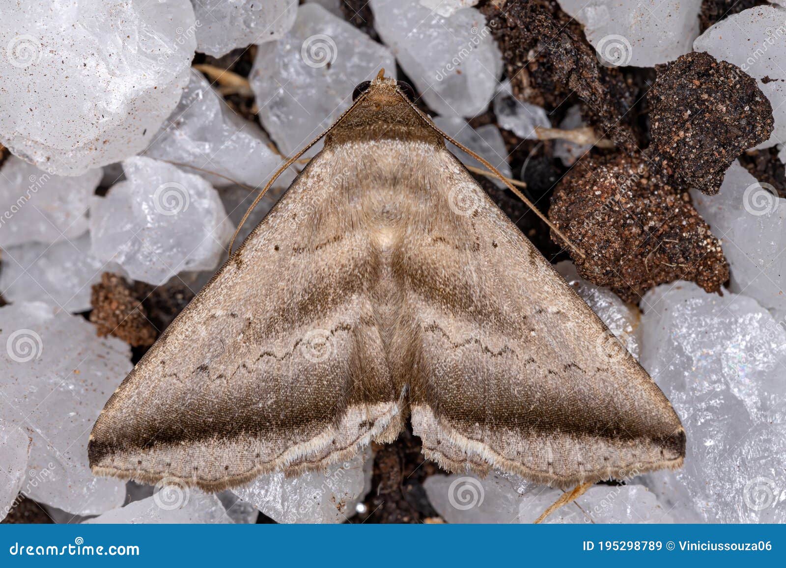 Underwing moth stock image. Image of biology, black - 195298789
