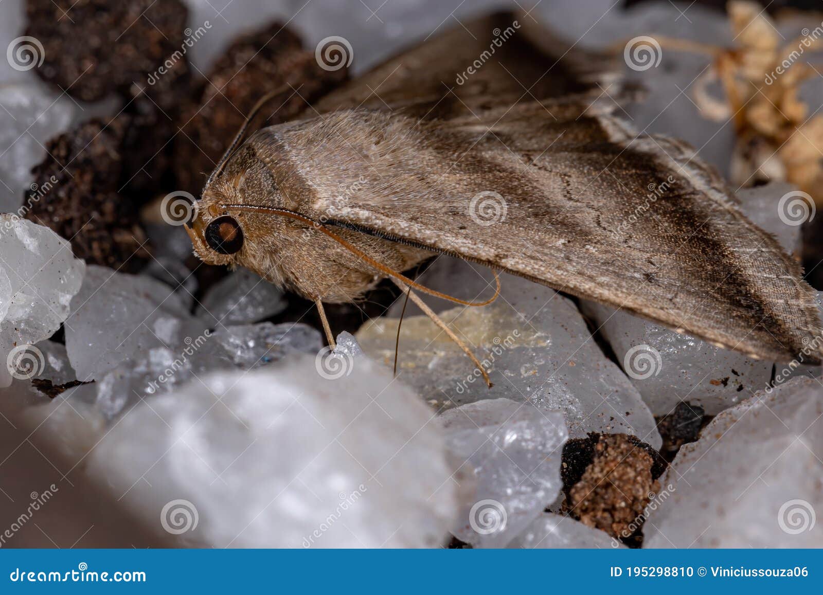 Underwing moth stock photo. Image of amah, beauty, background - 195298810