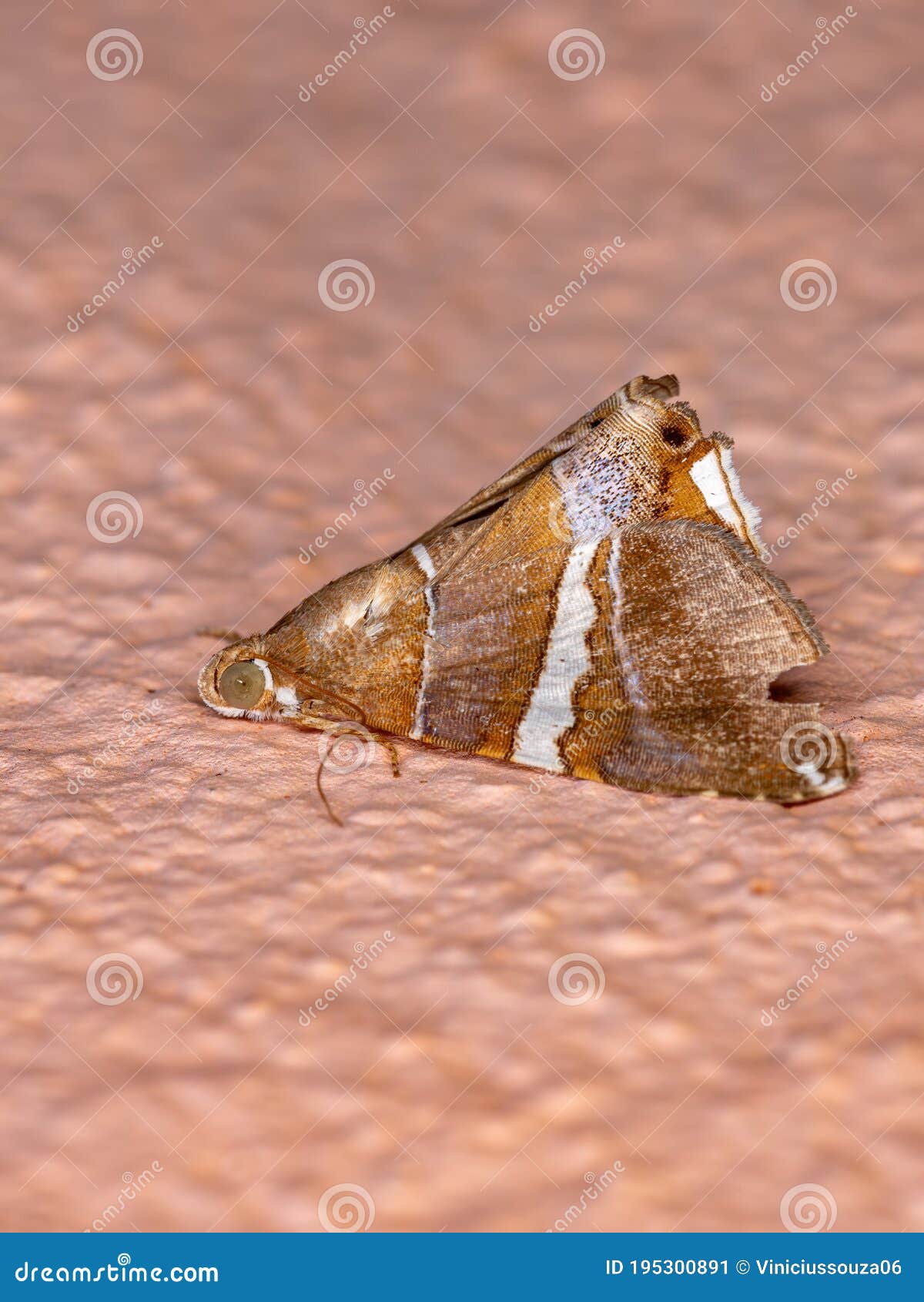 Underwing moth stock image. Image of cerrado, insect - 195300891