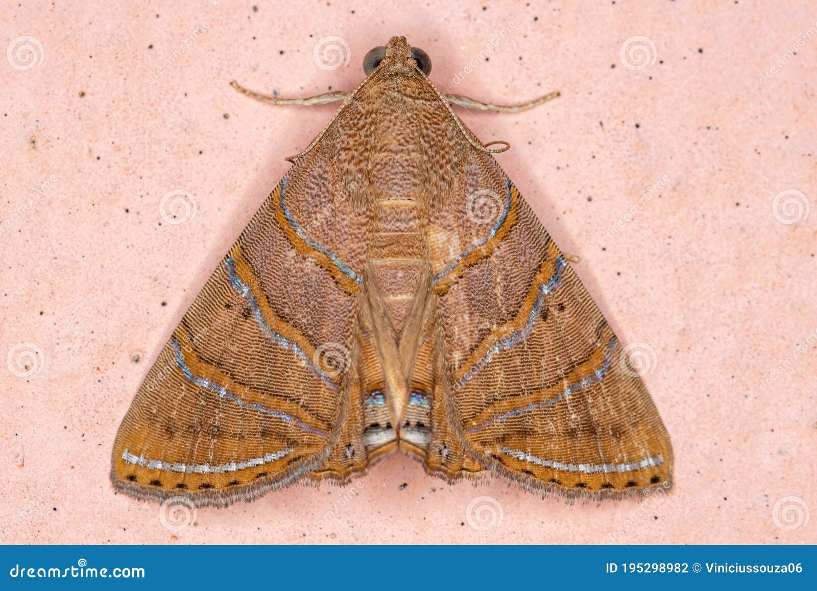 Brazilian Underwing moth stock photo. Image of close - 195298982