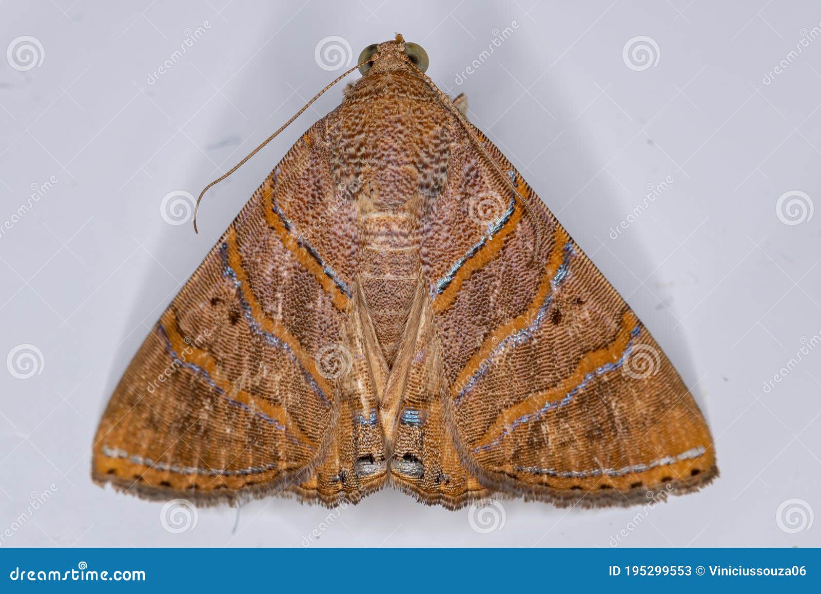 Brazilian Underwing moth stock image. Image of butterfly - 195299553